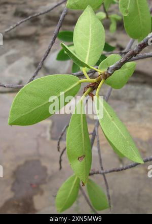 Common Wild Fig (Ficus burkei) Plantae Stock Photo - Alamy