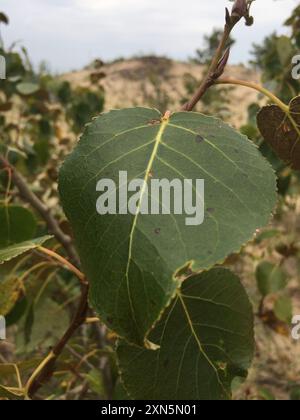 balsam poplar (Populus balsamifera) Plantae Stock Photo - Alamy