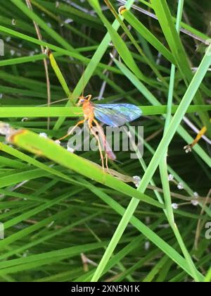 Orange Ichneumonid wasp (Netelia ephippiata) Insecta Stock Photo - Alamy