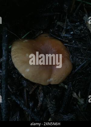 Candy Cap (Lactarius rubidus) Fungi Stock Photo - Alamy