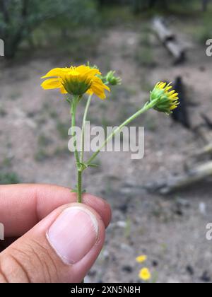 ragleaf bahia (Hymenothrix dissecta) Plantae Stock Photo - Alamy