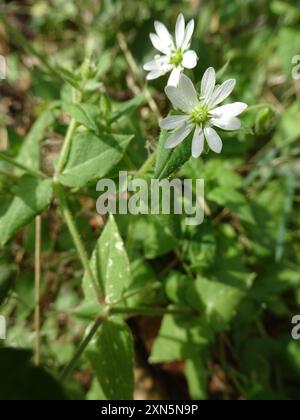 Water Chickweed (Stellaria aquatica) Plantae Stock Photo - Alamy