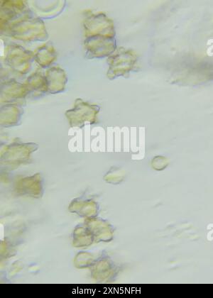 (Inocybe diminuta) Fungi Stock Photo - Alamy