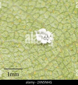 Crown Whitefly (Aleuroplatus coronata) Insecta Stock Photo - Alamy