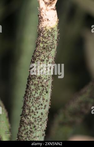 Onion Aphid (Neotoxoptera formosana) Insecta Stock Photo - Alamy