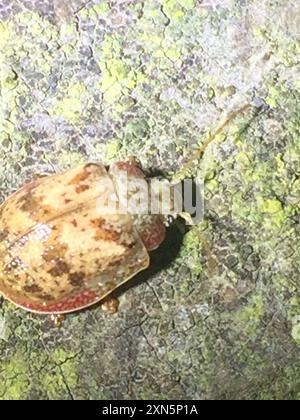 Eucalyptus Tortoise Beetle (Paropsis charybdis) Insecta Stock Photo - Alamy