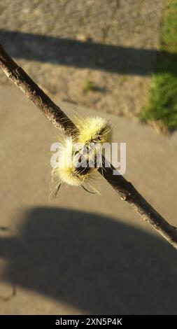 American Dagger (Acronicta americana) Insecta Stock Photo - Alamy