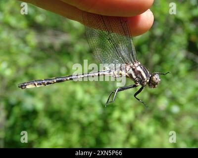 Dusky Clubtail (Phanogomphus spicatus), Insecta, Keewatin, ON P0X 1C0 ...