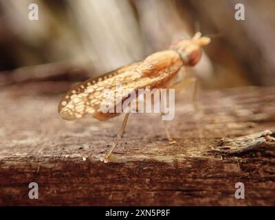 (Trypetoptera canadensis) Insecta Stock Photo - Alamy
