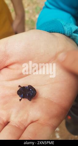 Earth-boring Beetles (Geotrupidae) Insecta Stock Photo - Alamy