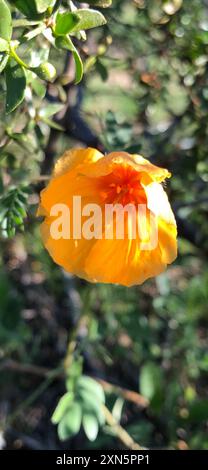Arizona poppy (Kallstroemia grandiflora) Plantae Stock Photo - Alamy