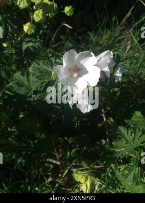 musk mallow (Malva moschata) Plantae Stock Photo - Alamy