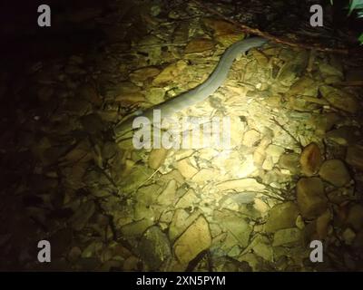 Short-finned Eel (Anguilla australis) Actinopterygii Stock Photo - Alamy