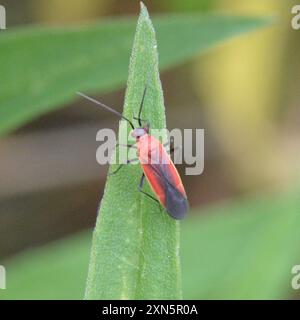 Scarlet Plant Bugs (Lopidea) Insecta Stock Photo - Alamy