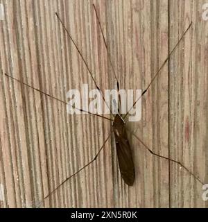 Giant Western Crane Fly (Holorusia hespera) Insecta Stock Photo - Alamy