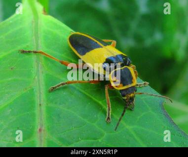 (Chauliognathus flavipes) Insecta Stock Photo - Alamy