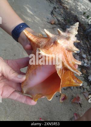 Queen Conch (Aliger gigas) Mollusca Stock Photo - Alamy