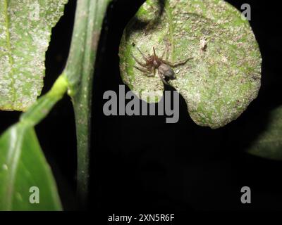 (Intruda signata) Arachnida Stock Photo - Alamy
