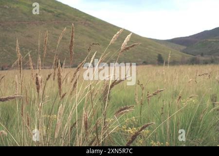 (Capeochloa cincta) Plantae Stock Photo - Alamy