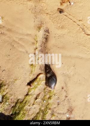 Pond and Melantho Snails (Lymnaeidae) Mollusca Stock Photo - Alamy