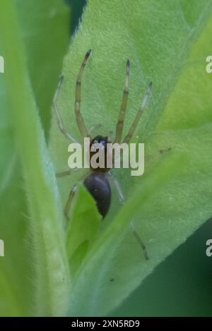Broad-faced Sac Spider (Trachelas tranquillus) Arachnida Stock Photo ...