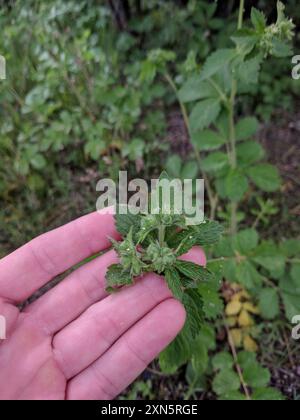 sticky cinquefoil (Drymocallis glandulosa) Plantae Stock Photo - Alamy