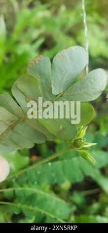 little tree plant (Biophytum sensitivum) Plantae Stock Photo - Alamy