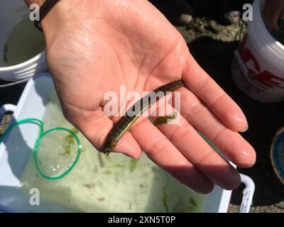 Saddleback Gunnel (Pholis ornata) Actinopterygii Stock Photo - Alamy