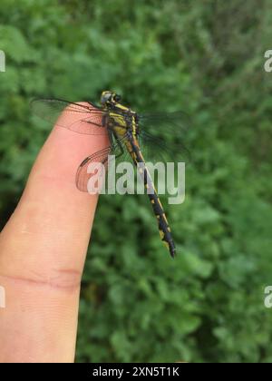 Pacific Clubtail (Phanogomphus kurilis) Insecta Stock Photo - Alamy