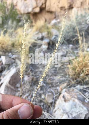 plains bristlegrass (Setaria leucopila) Plantae Stock Photo - Alamy