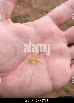 Lemonscent (Pectis angustifolia) Plantae Stock Photo - Alamy