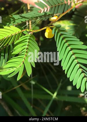 sensitive pea (Chamaecrista nictitans) Plantae Stock Photo - Alamy