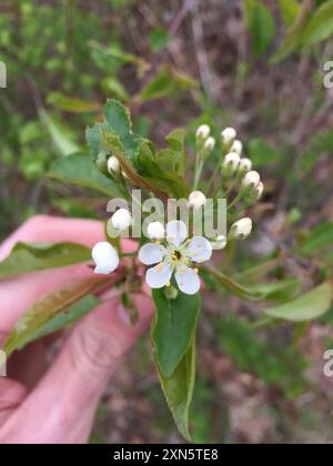 fire cherry (Prunus pensylvanica) Plantae Stock Photo - Alamy