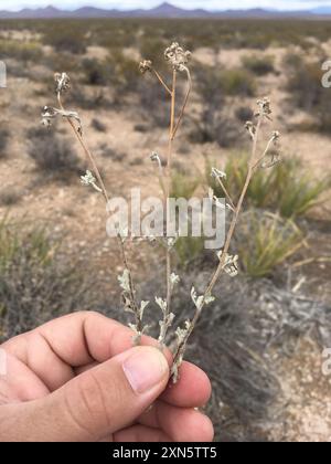 mariola (Parthenium incanum) Plantae Stock Photo - Alamy