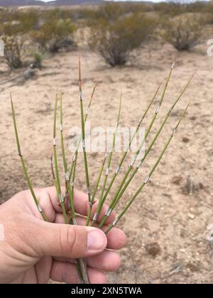 longleaf ephedra (Ephedra trifurca) Plantae Stock Photo - Alamy