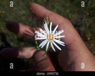 northern bog aster (Symphyotrichum boreale) Plantae Stock Photo - Alamy