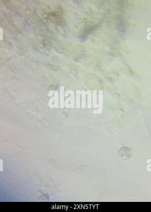 (Mycena robusta) Fungi Stock Photo - Alamy