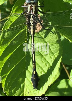 Midland Clubtail (Gomphurus fraternus) Insecta Stock Photo - Alamy