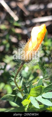 Arizona poppy (Kallstroemia grandiflora) Plantae Stock Photo - Alamy