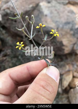 slender janusia (Janusia gracilis) Plantae Stock Photo - Alamy