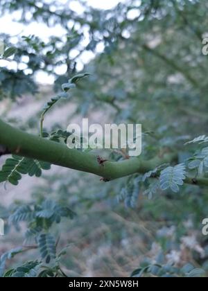 palo brea (Parkinsonia praecox) Plantae Stock Photo - Alamy