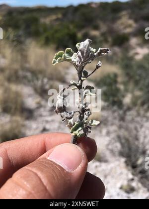 mariola (Parthenium incanum) Plantae Stock Photo - Alamy