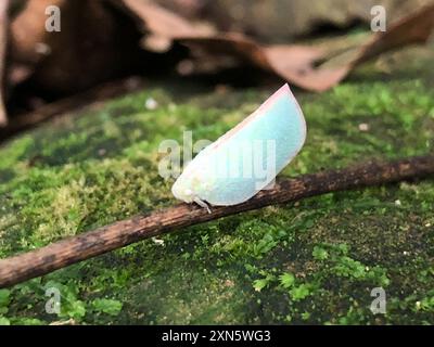 (Geisha distinctissima) Insecta Stock Photo - Alamy