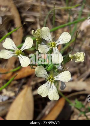 Jointed Charlock (Raphanus raphanistrum) Plantae Stock Photo - Alamy