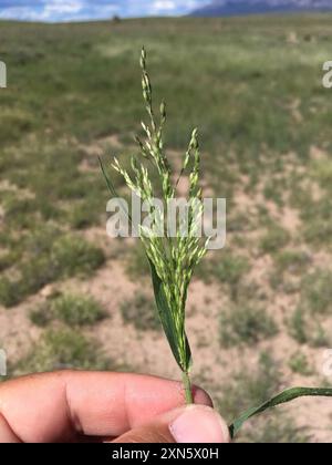 Mexican panicgrass (Panicum hirticaule) Plantae Stock Photo - Alamy