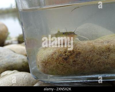 Stonecat (Noturus flavus) Actinopterygii Stock Photo - Alamy