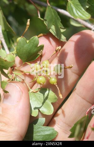 golden currant (Ribes aureum) Plantae Stock Photo - Alamy