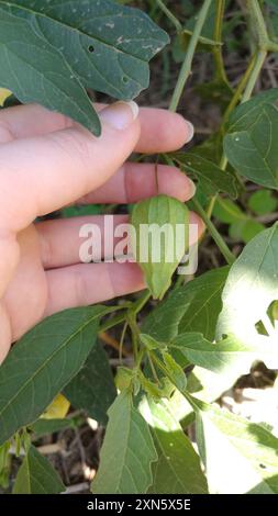 long-leaved groundcherry (Physalis longifolia) Plantae Stock Photo - Alamy