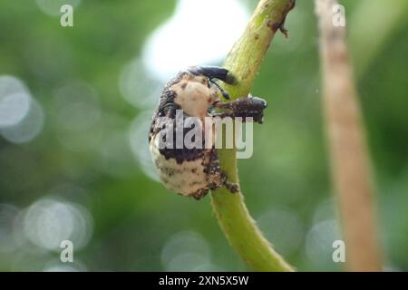 (Sternuchopsis trifida) Insecta Stock Photo - Alamy