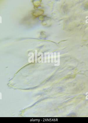 (Inocybe diminuta) Fungi Stock Photo - Alamy